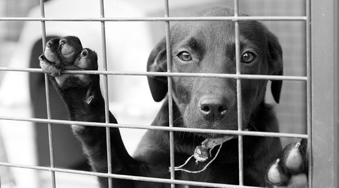 'Canlı' karne hediyesi almayın