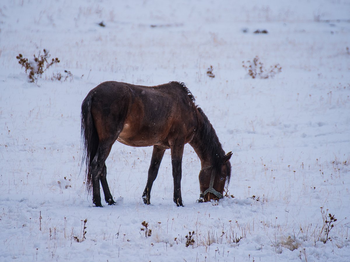 Kars'tan kar manzaraları